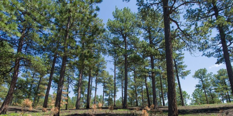 Forest and Rangeland Stewardship Minors - Warner College of Natural ...